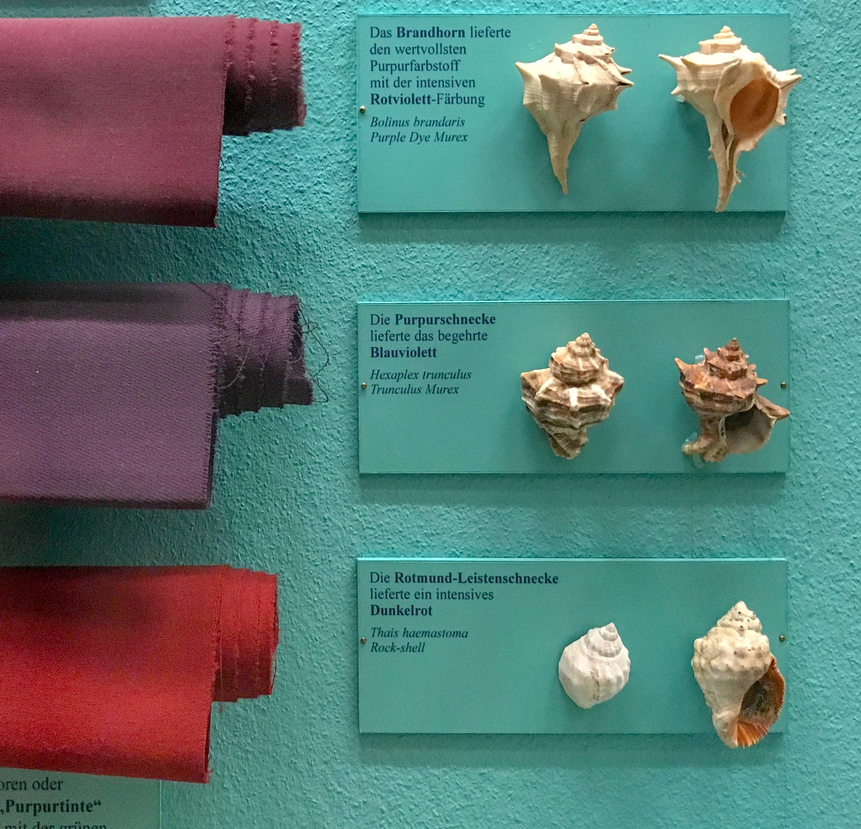 Tyrian Purple: History, Myth, and Royal Power – Everything Latin