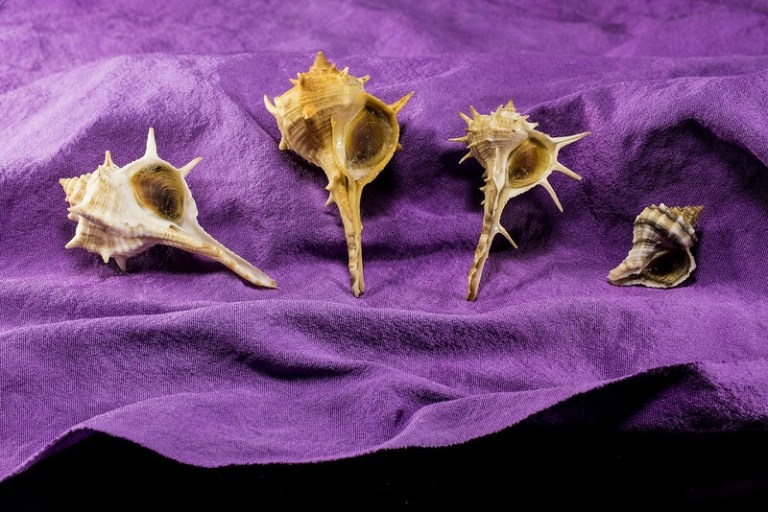 Tyrian Purple: History, Myth, and Royal Power – Everything Latin