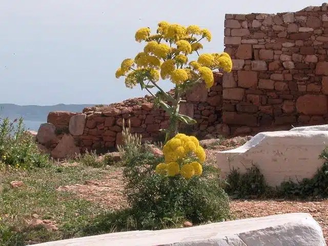 Ancient Greek Miracle Plant Rediscovered