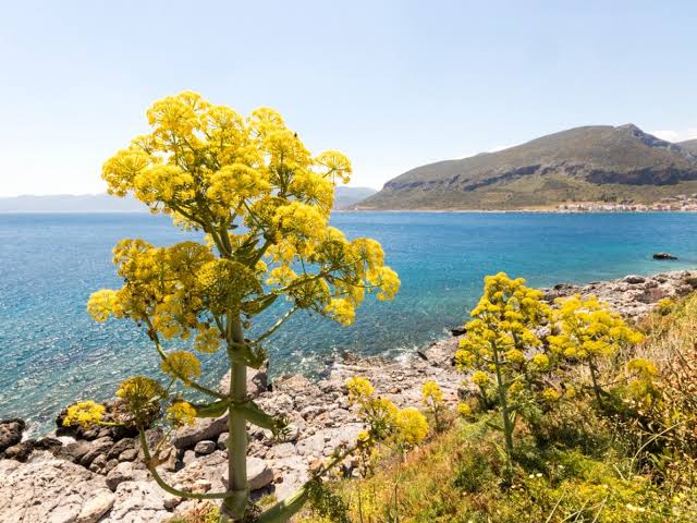 Ancient Greek Miracle Plant Rediscovered