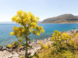 Ancient Greek Miracle Plant Rediscovered